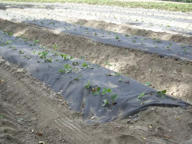 Căpșuni sub Agrotekstyle.