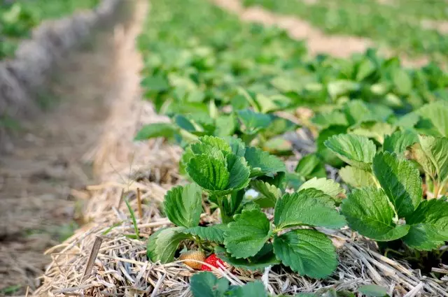 Mulching căpșuni