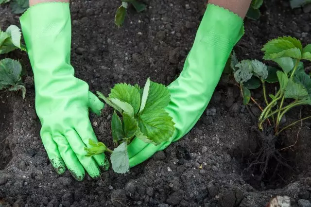 Strawberry planting printempe