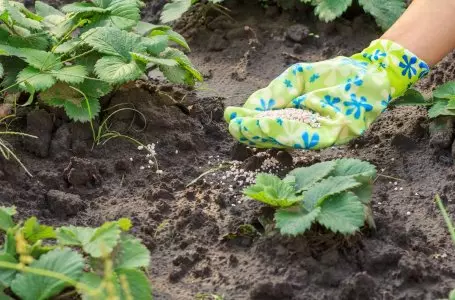 Strawberry yekutarisira chitubu: Maitiro ekuita zvibereko zvepamusoro 497_5