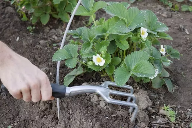 Cuidado de la fresa durante la floración