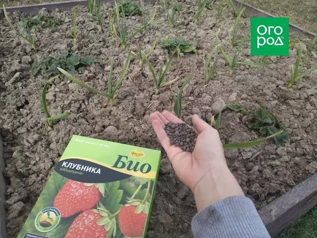 Bio-fobstmentant mo strawberries