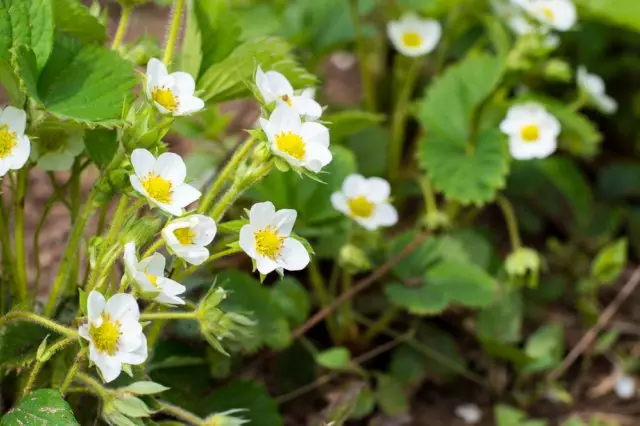 Que alimentar as fresas durante a bootonización e a floración