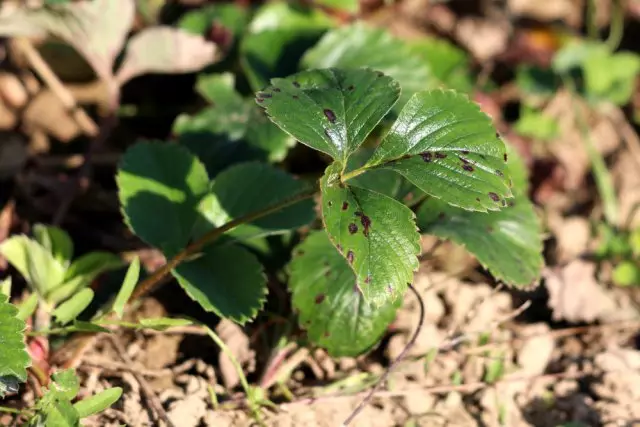 Kuposa kuvutitsa sitiroberi mutakolola