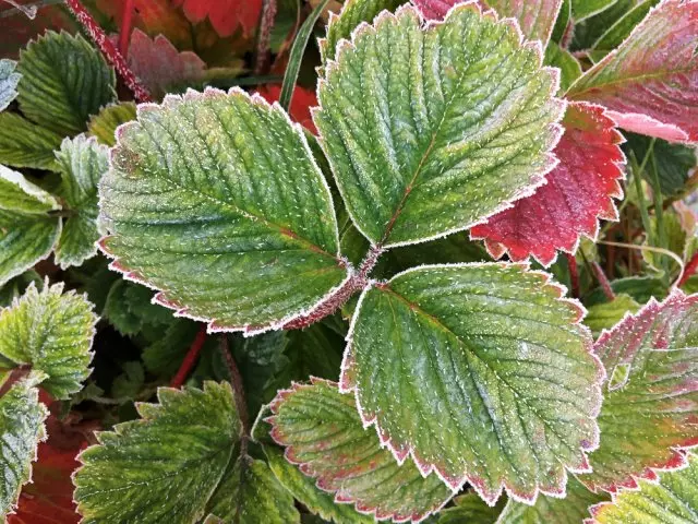 O le a le mea e te popole ai i le strawberries i le tautoulu