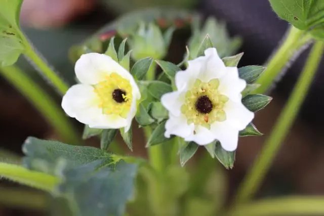 Per què les flors de maduixa negres i com tractar-les