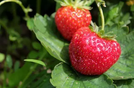 Bagaimana untuk mendapatkan strawberi vintaj pada tahun pendaratan 500_3