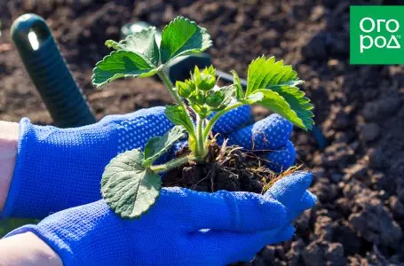 Bagaimana untuk mendapatkan strawberi vintaj pada tahun pendaratan 500_6