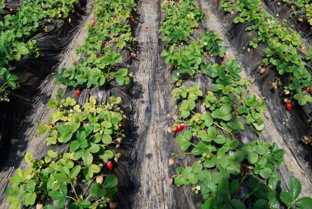 Fîlimê mulking strawberry