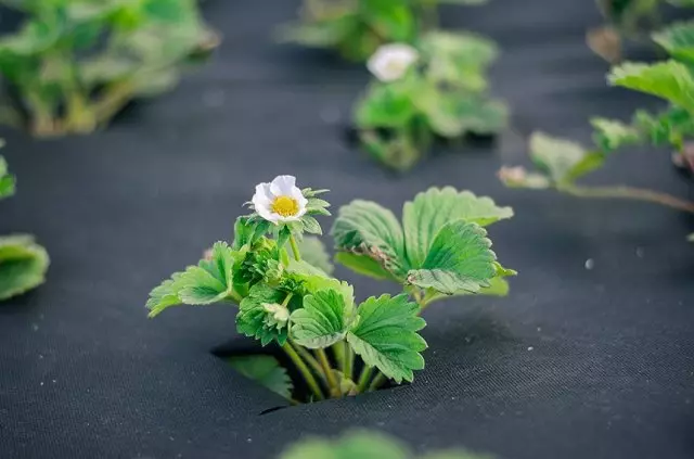 Spanbond für Erdbeeren