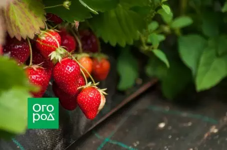 Çêtir e ku mulch strawberry: 10 materyalên ji bo her tam û kulikê 501_14