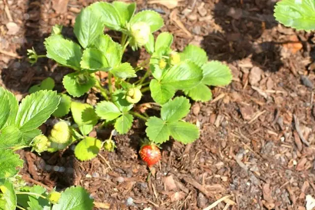 Ubwato kuri strawberry