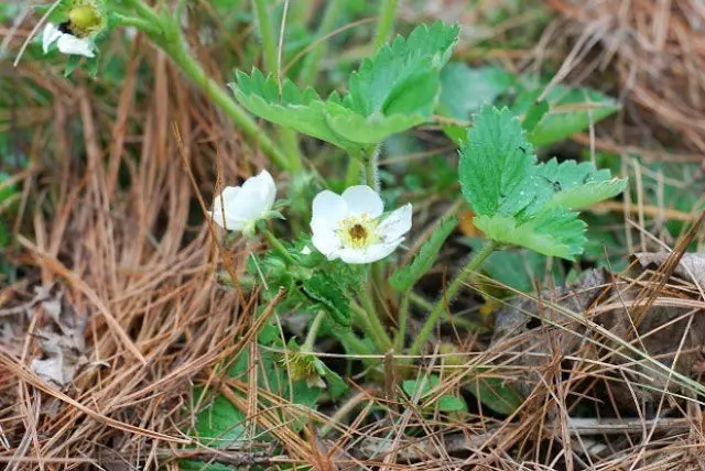 Mulching Fraises Cheeye