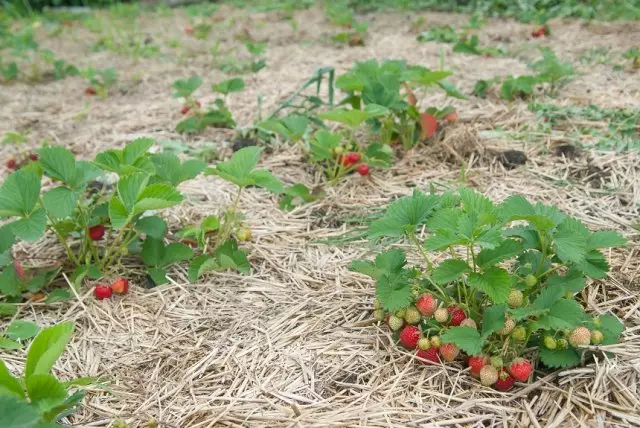 Erdbeere in Straw.