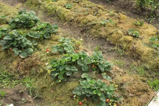 Grama mulching.