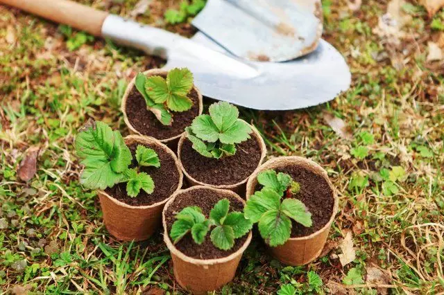 Seedling strawberries