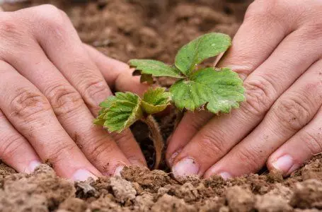 Strawberry frøplanter - hvordan man vokser fra frø derhjemme 504_14