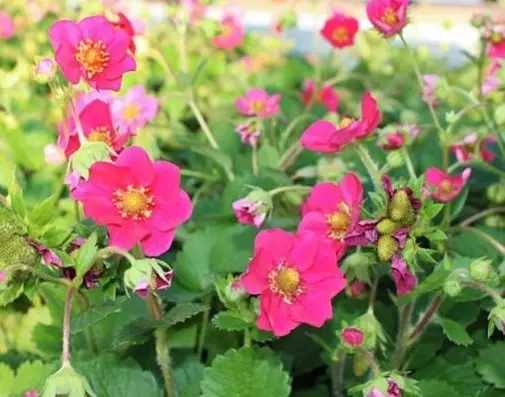 Framingo rosa de fresa (flamencos rosados)