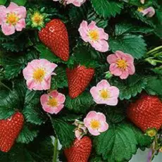 Strawberry piniki miti f1