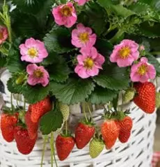 Strawberry tuscany f1 (Toscana)