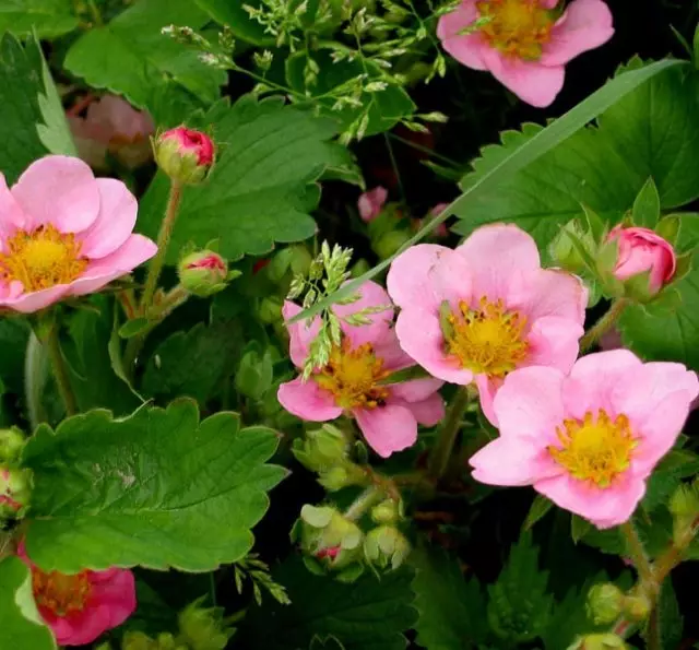 Panda rosa de fresa (Panda rosa)