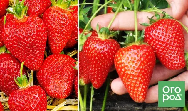 Strawberry Varietet Alba