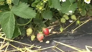 Girma strawberries a manyan gadaje akan fasahar Finnish 507_1