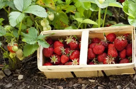 Girma strawberries a manyan gadaje akan fasahar Finnish 507_17