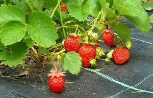 Girma strawberries a manyan gadaje akan fasahar Finnish 507_2