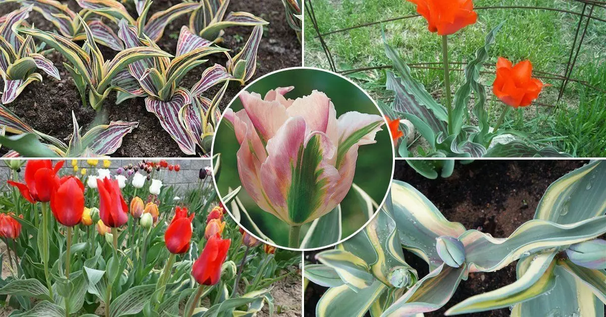 Tulipaner med dekorative blader