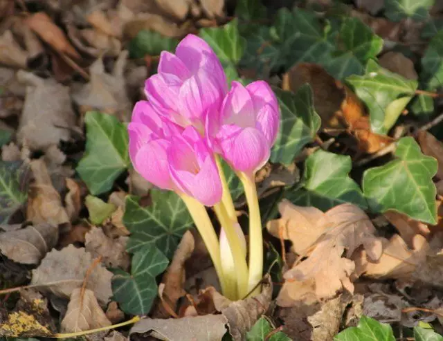 Ei-lounaita ovat hyvin samankaltaisia ​​kuin crocuses, mutta kukkivat syksyllä, ei keväällä