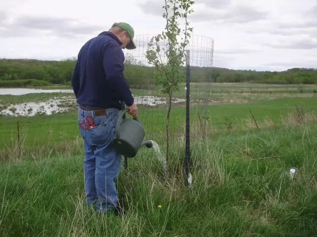 Watering apple trees