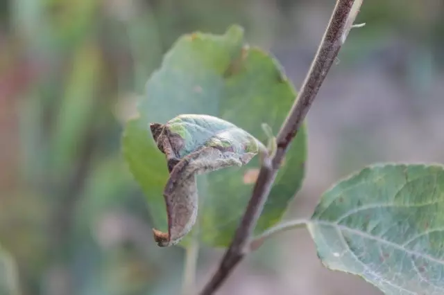 Lutlicket pada pokok epal