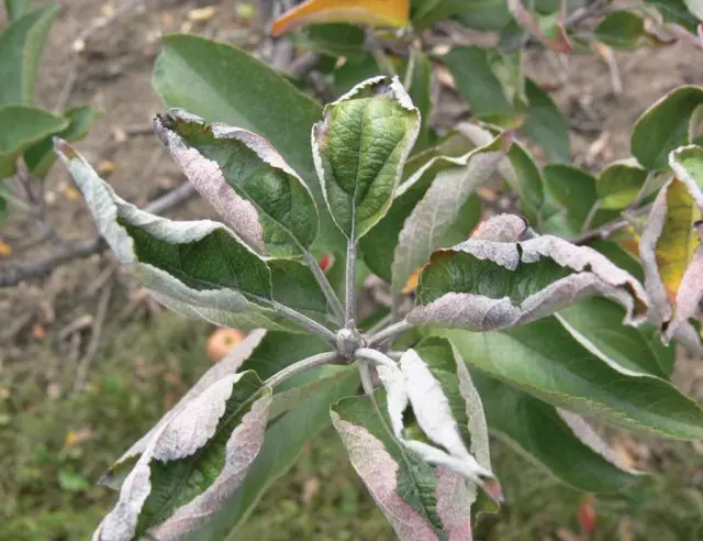 Rosada inflada en un arbre de poma