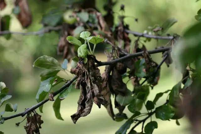 ব্যাকটেরিয়াল বার আপেল গাছ