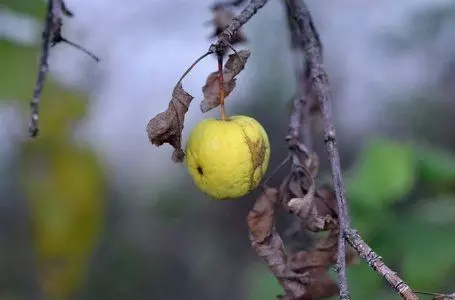 Hvorfor på et æbletræ og pære knuste blade - grunde og tips hvad de skal gøre 511_18