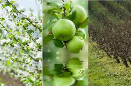 Per què en un arbre de poma i fulles triturades de pera - raons i consells Què fer 511_3