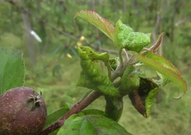 Krasnogalla TLLA en un arbre de poma