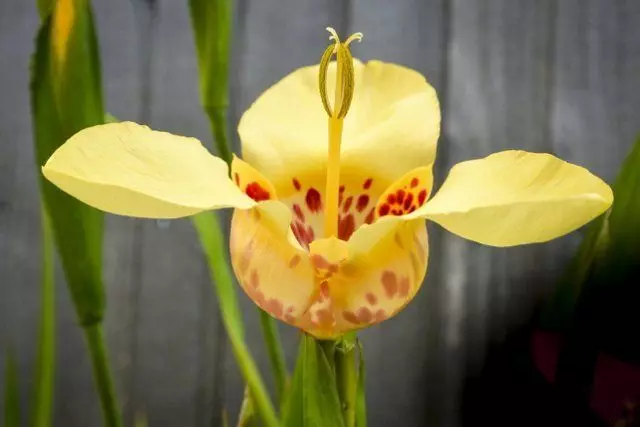 Tigridia flower