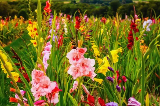 Gladiolus de diferentes variedades