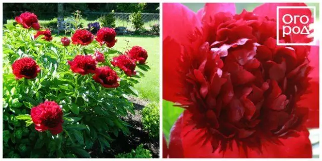 Terry Peony Red Charm