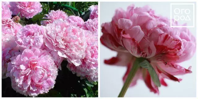 Terry Peony Sarah Bernard