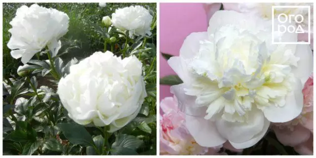 Terry Peony Diushes de Nemur