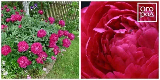 Terry Peony Kansas.