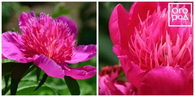 Terry Peony Red Spider