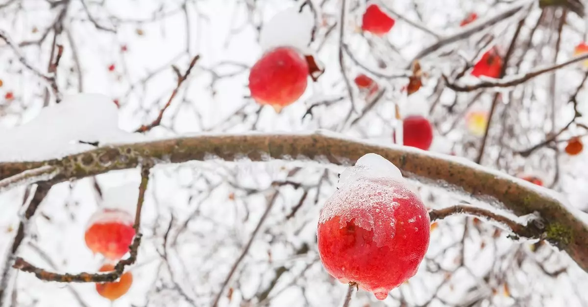 Top 9 nga mollët më të shijshme të varieteteve të dimrit me foto