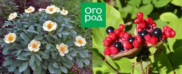 Peony Mlokosovich Aprašymas Nuotrauka Pirkti priežiūra