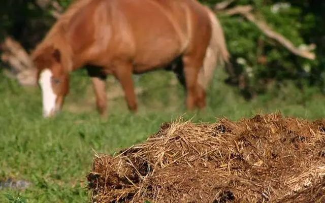 बगीचे के लिए घोड़ा खाद - क्या उर्वरक और कैसे उपयोग करें 5139_1