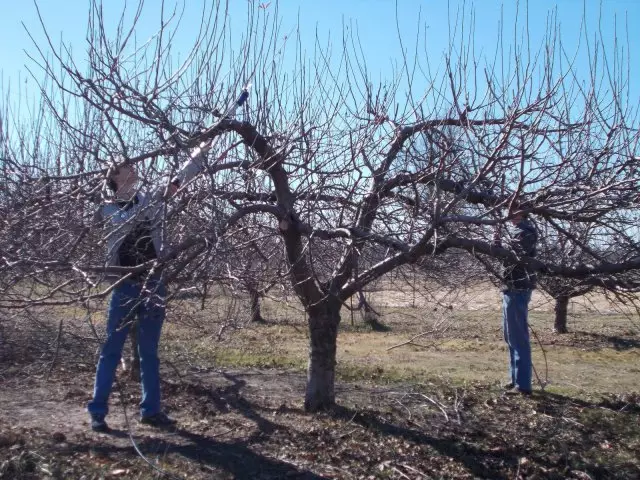 Duke zvogëluar pemën e vjetër të mollës