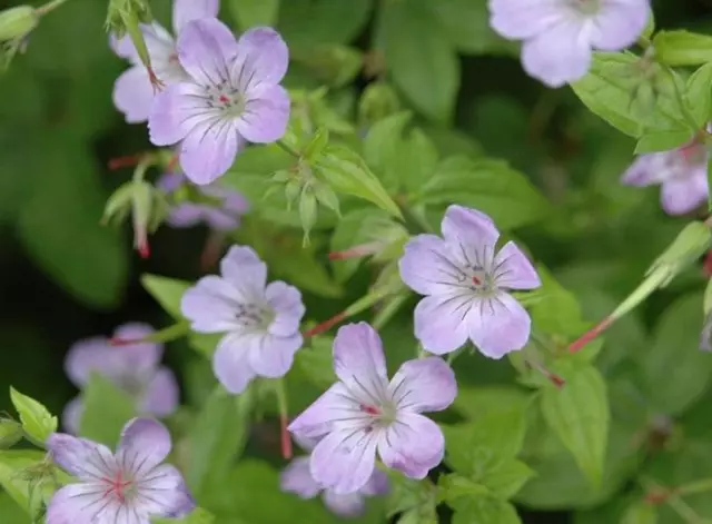 geranium گره خورده است